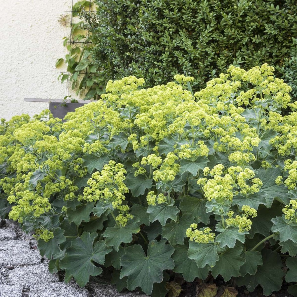 Alchemilla Mollis - BIO | Natural Bulbs FR