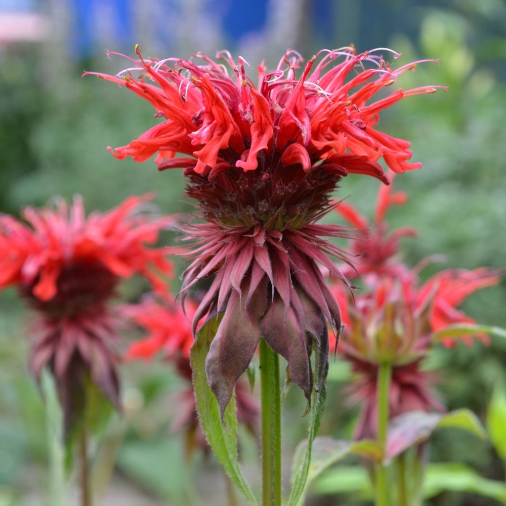 Monarda Fireball - BIO | Natural Bulbs FR