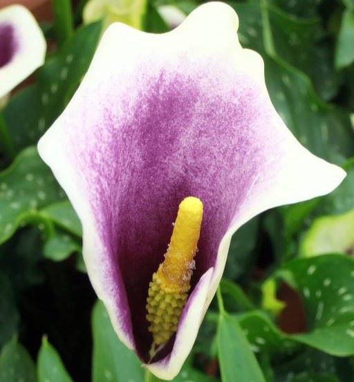 Calla Blanc Violet - BIO | Natural Bulbs FR