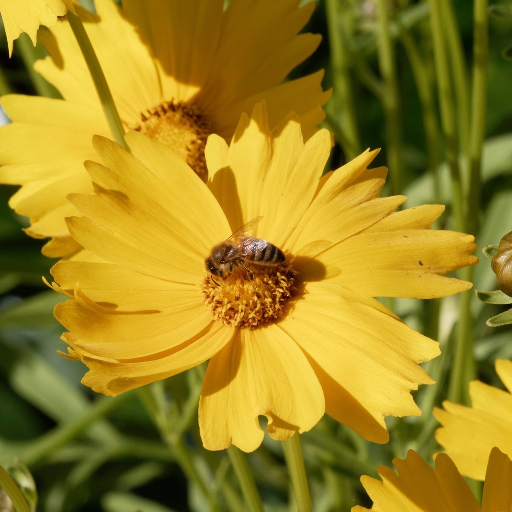 Coreopsis Grandiflora - ORG | Natural Bulbs