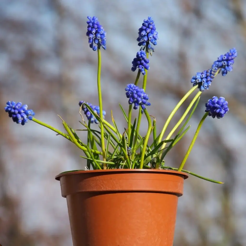 Jacinthe à Grappes Bleu en Pot - BIO | Natural Bulbs FR