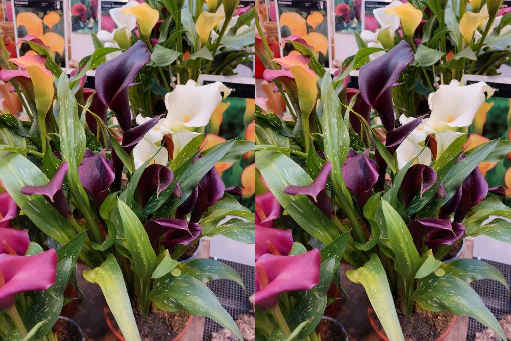 Calla Mix - BIO | Natural Bulbs FR