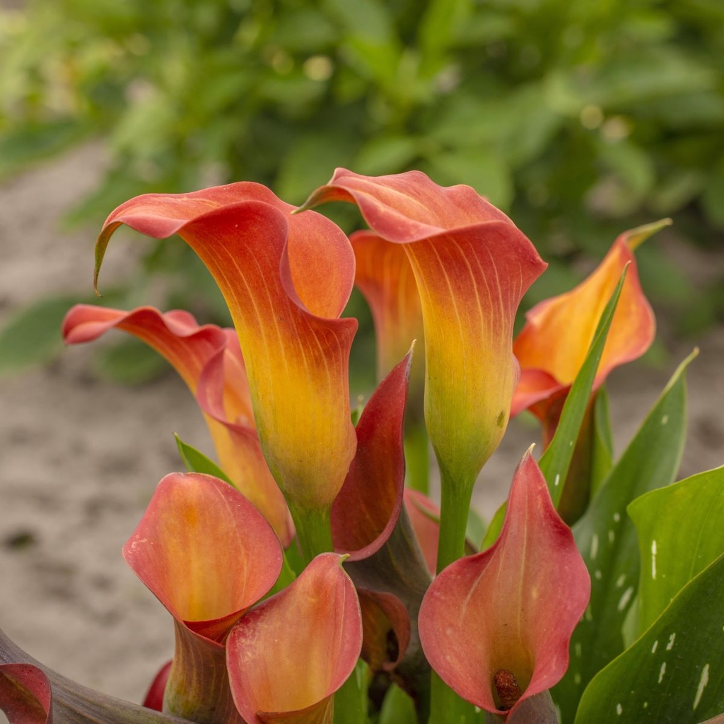 Calla Orange - BIO | Natural Bulbs FR