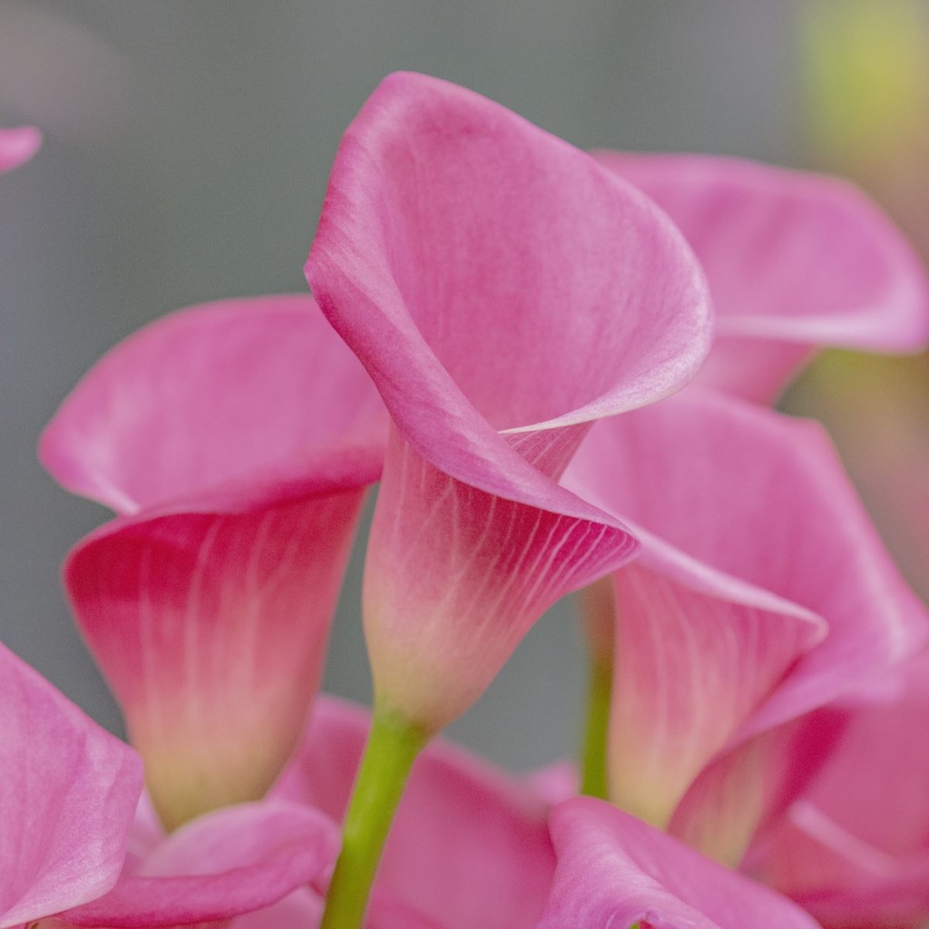 Calla Rose - BIO | Natural Bulbs FR
