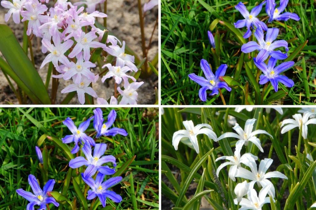 Chionodoxa Mix - BIO | Natural Bulbs FR