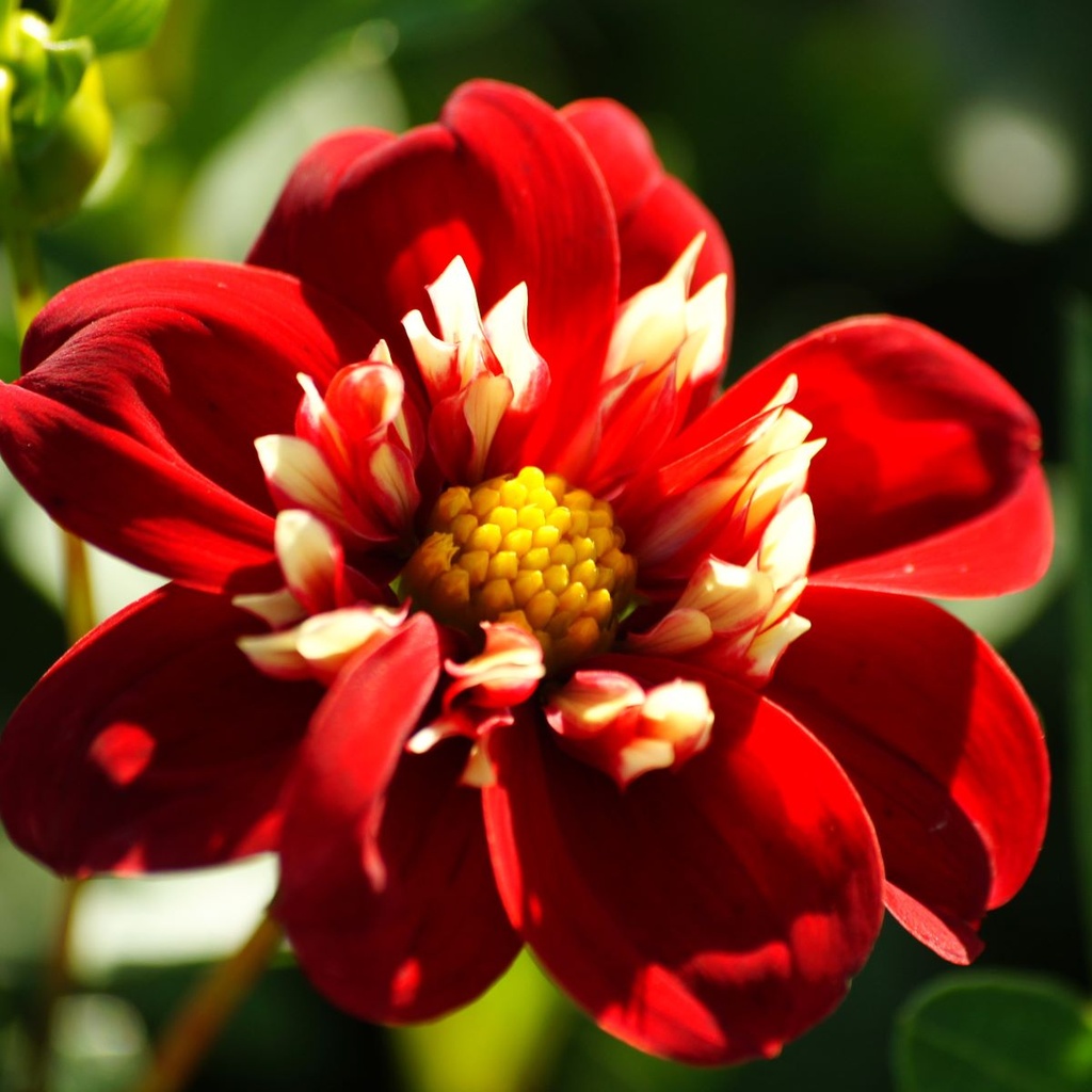 Dahlia Festivo - BIO | Natural Bulbs FR