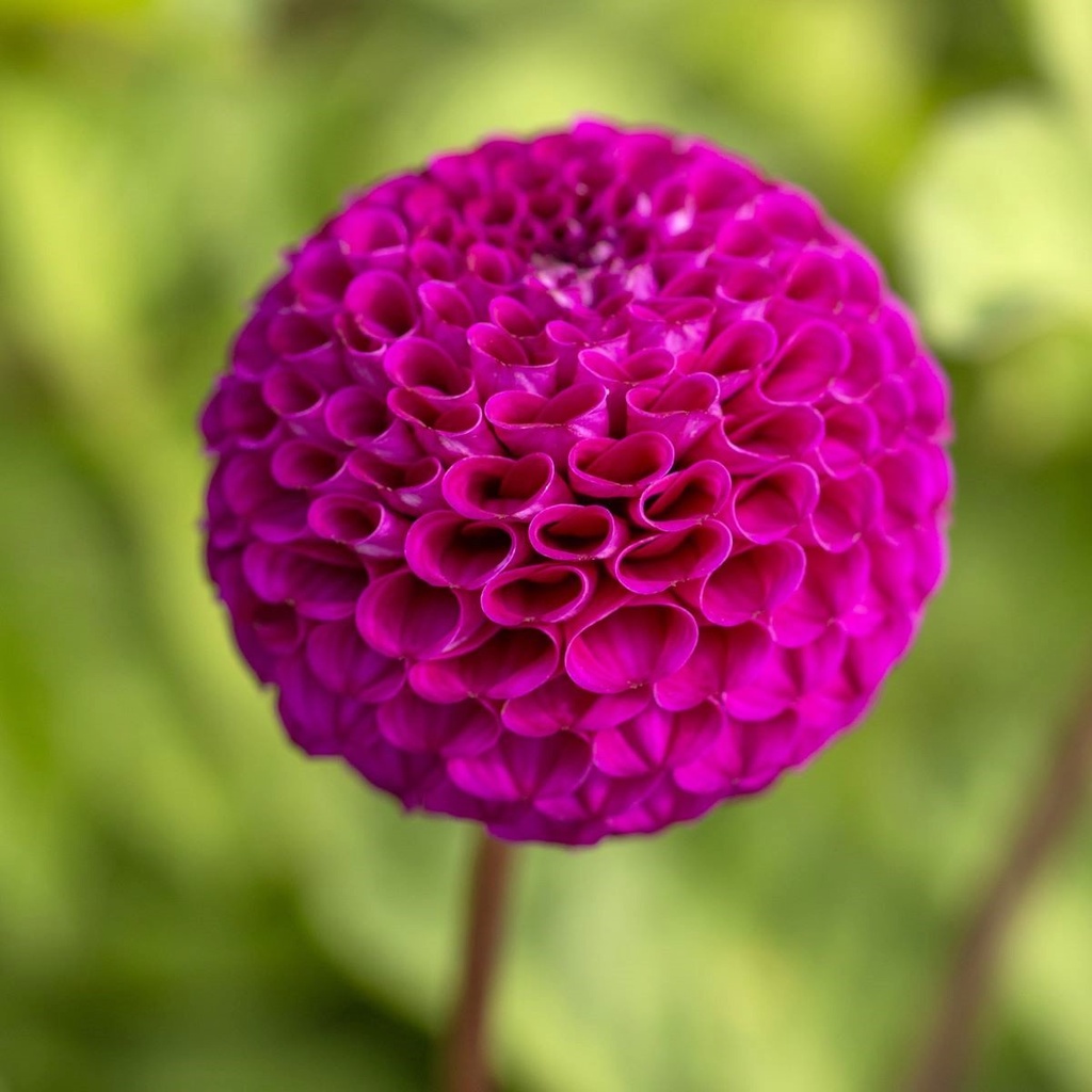 Dahlia Rocco - BIO | Natural Bulbs FR