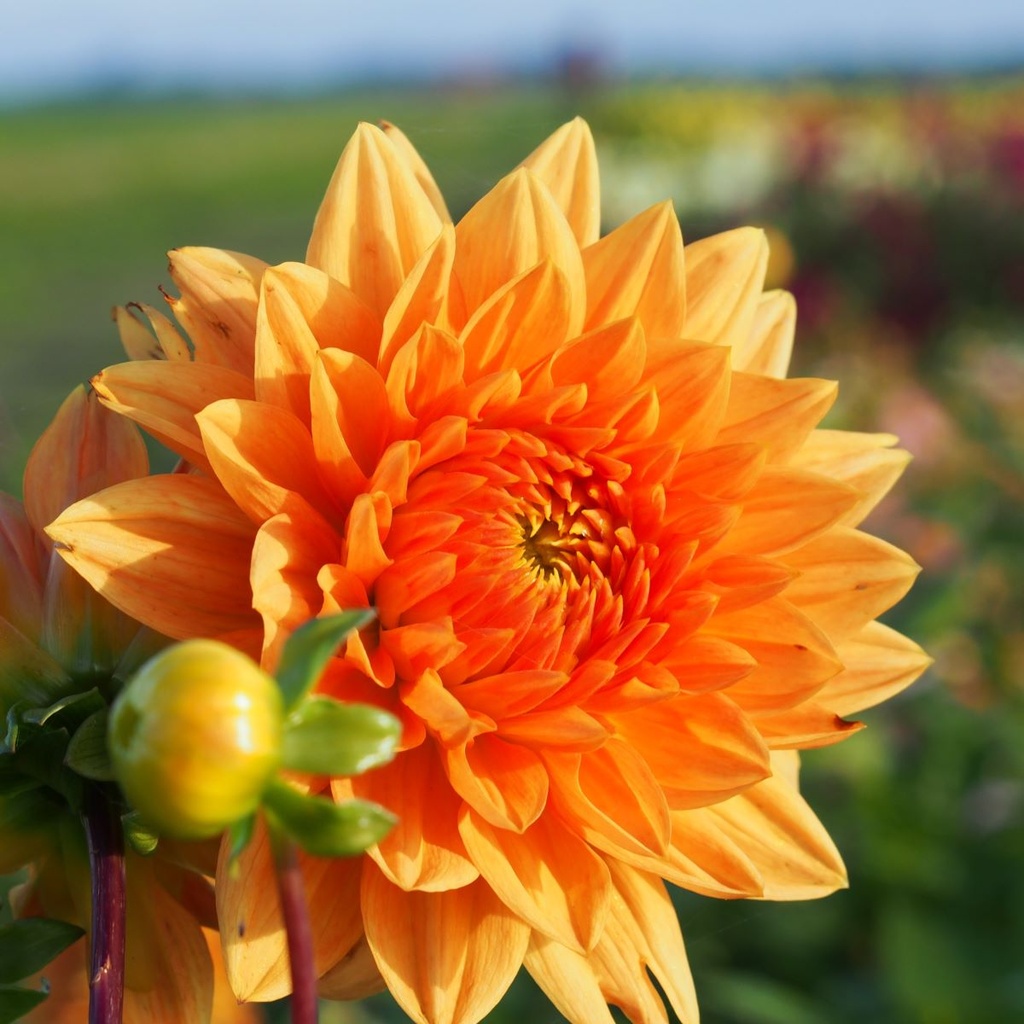 Dahlia Summer Flame - BIO | Natural Bulbs FR