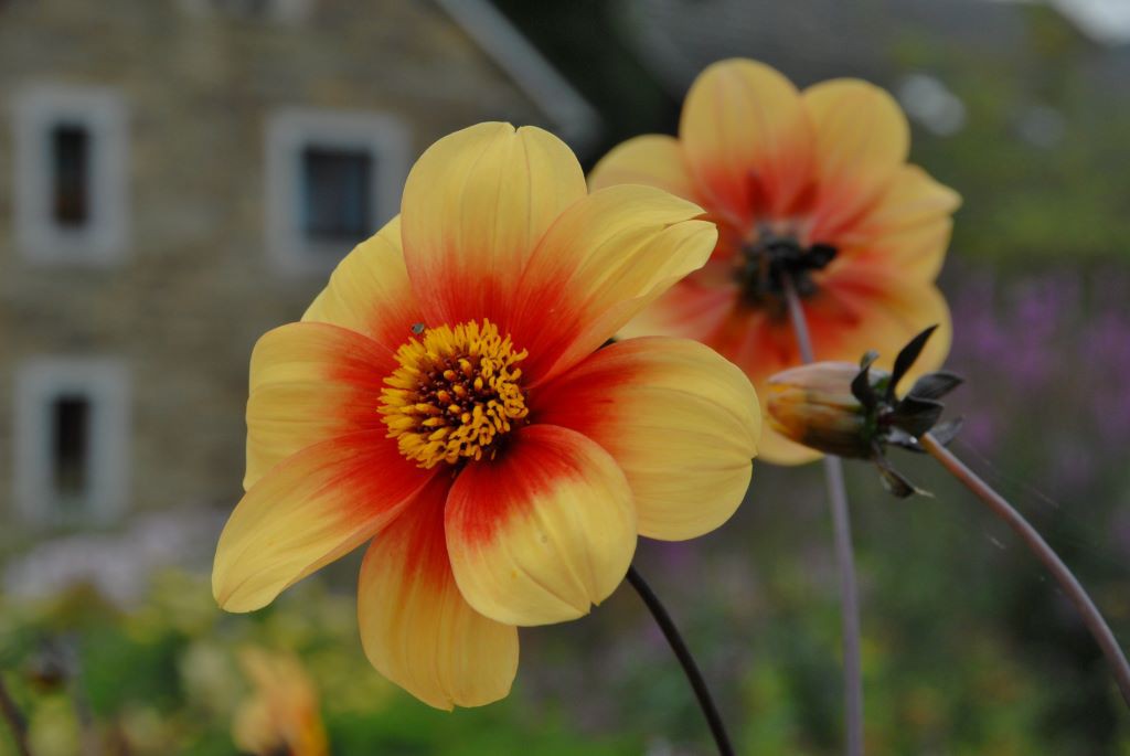 Dahlia Sunshine - BIO | Natural Bulbs FR