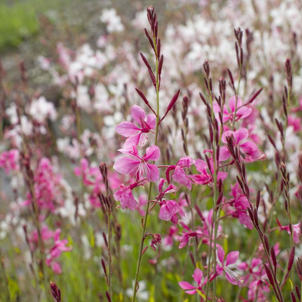 Gaura Gambit Rose - BIO | Natural Bulbs FR
