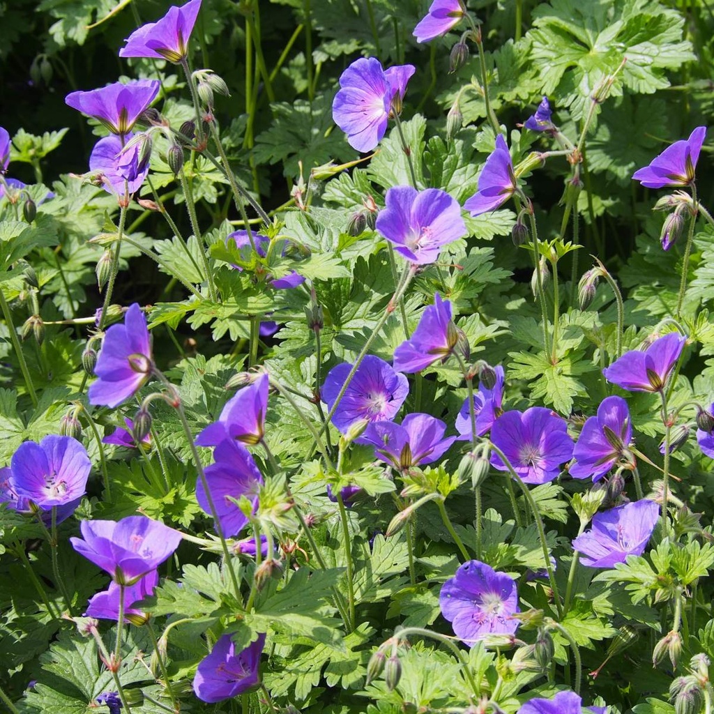 Geranium Johnsons Blue - BIO | Natural Bulbs FR