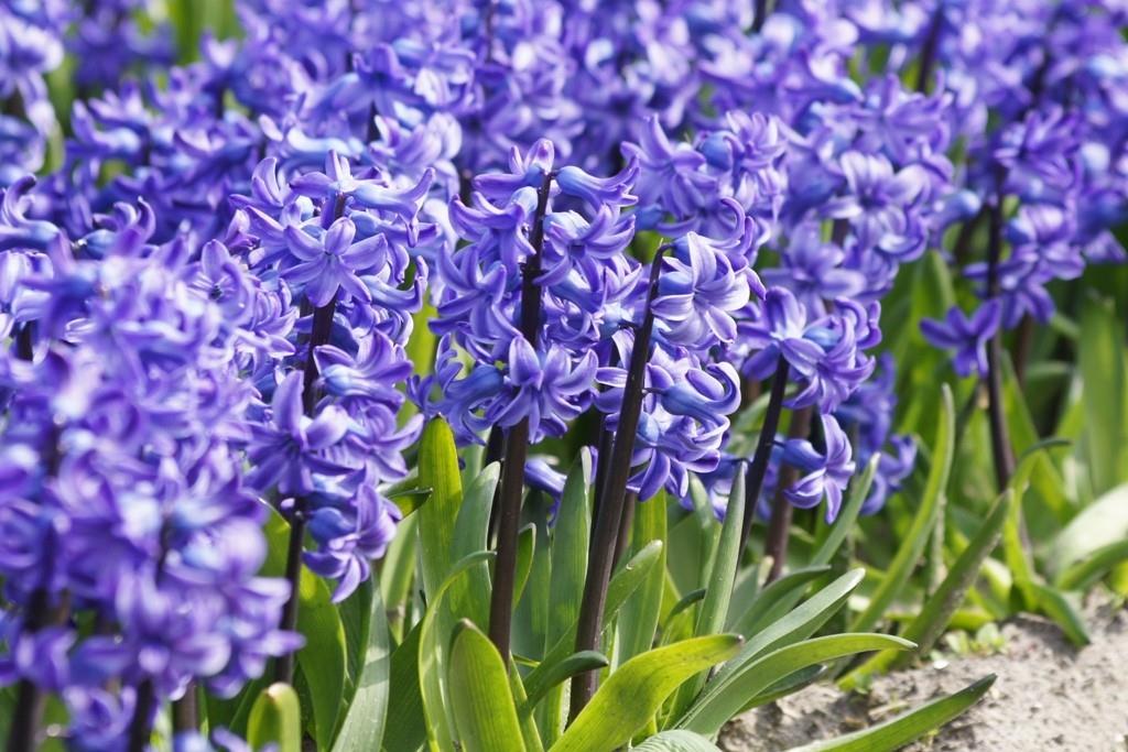 Hyacinthus Blue Star - BIO | Natural Bulbs FR