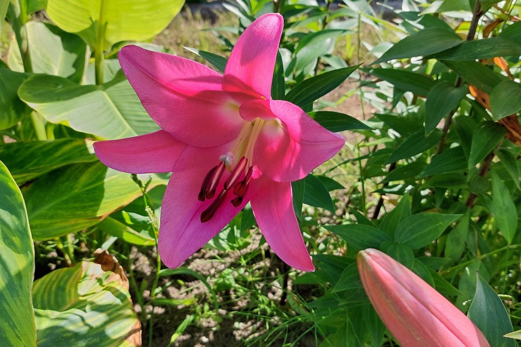 Lilium OT Maldano - BIO | Natural Bulbs FR