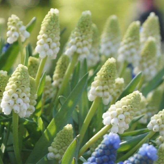 Muscari White Magic - BIO | Natural Bulbs FR