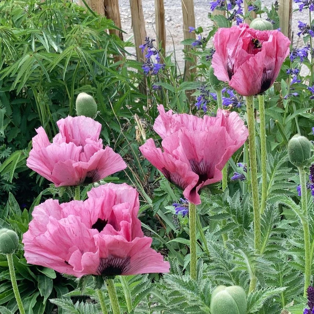 Papaver Orientale Pink Perfection - BIO | Natural Bulbs FR