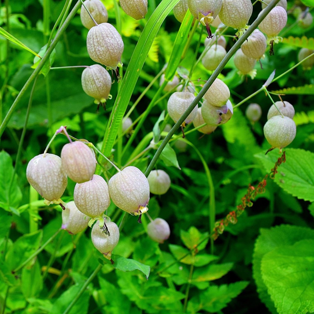 Silene Vulgaris - BIO | Natural Bulbs FR
