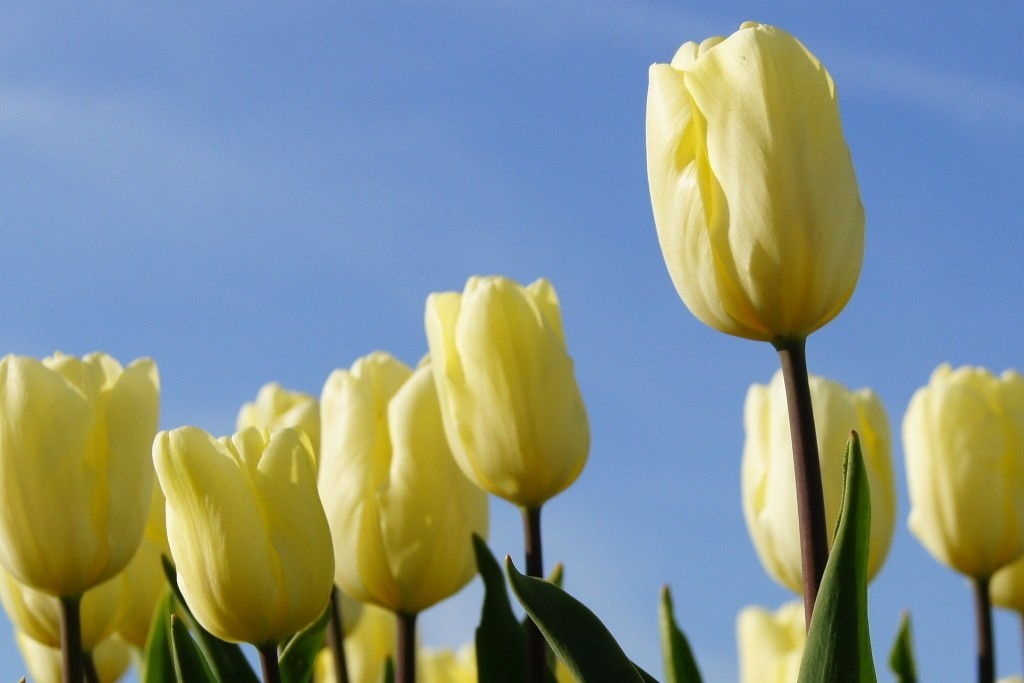 Tulipa Cream Flag - BIO | Natural Bulbs FR
