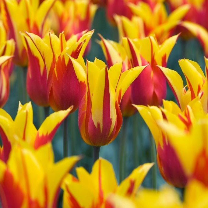 Tulipa Fire Wings - ORG | Natural Bulbs FR