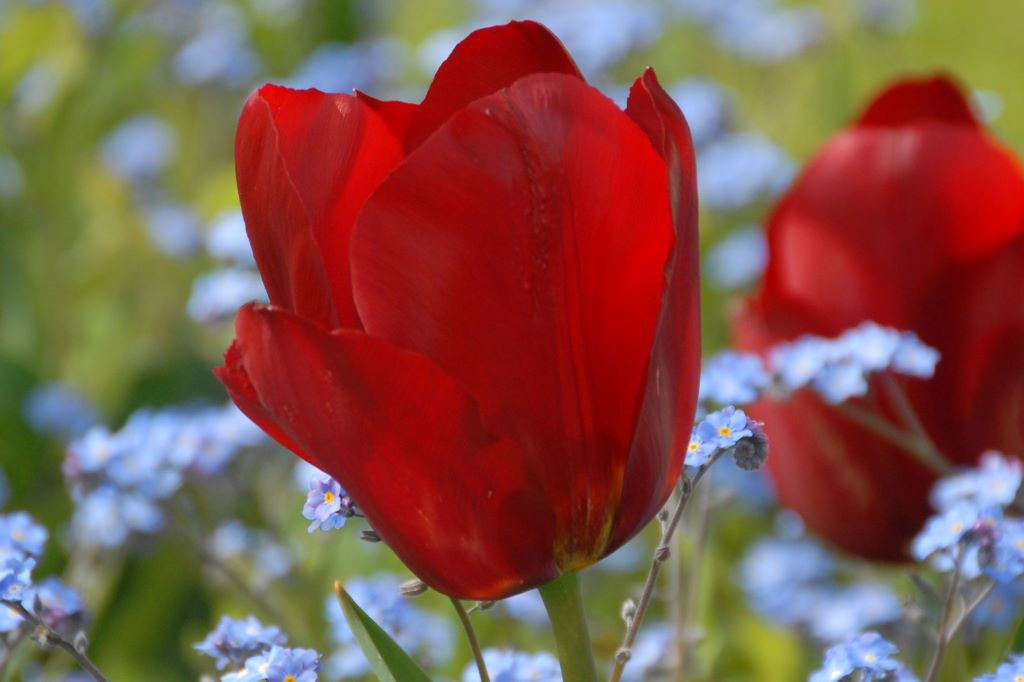 Tulipa Pallada - BIO | Natural Bulbs FR
