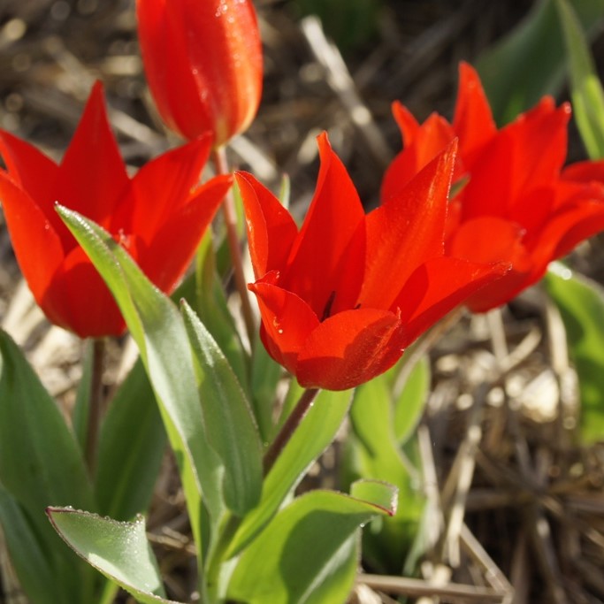 Tulipa Praestans Zwanenburg - BIO | Natural Bulbs FR
