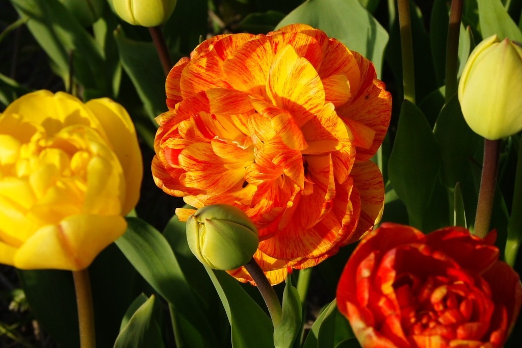 Tulipa Sun Lover - BIO | Natural Bulbs FR