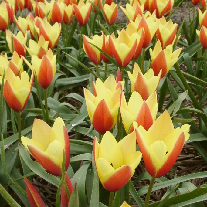 Tulipa Clusiana Taco - BIO | Natural Bulbs FR